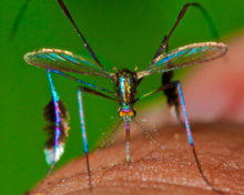 Research Assistant in Acoustic Data Collection and Analysis for ...