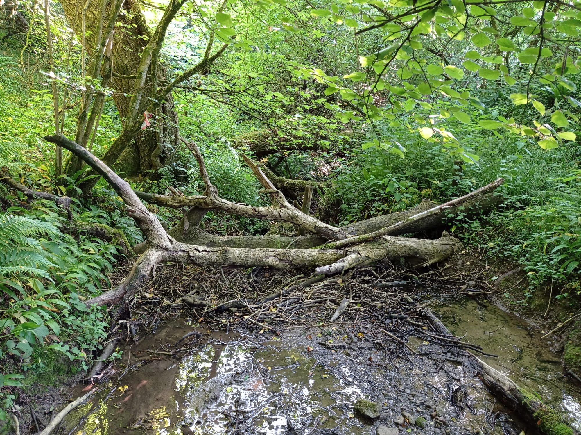 Hydromorphological, hydraulic and ecological effects of engineered log ...