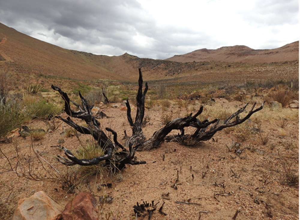 Vegetation response to climate change: a traits-based approach | Oxford ...