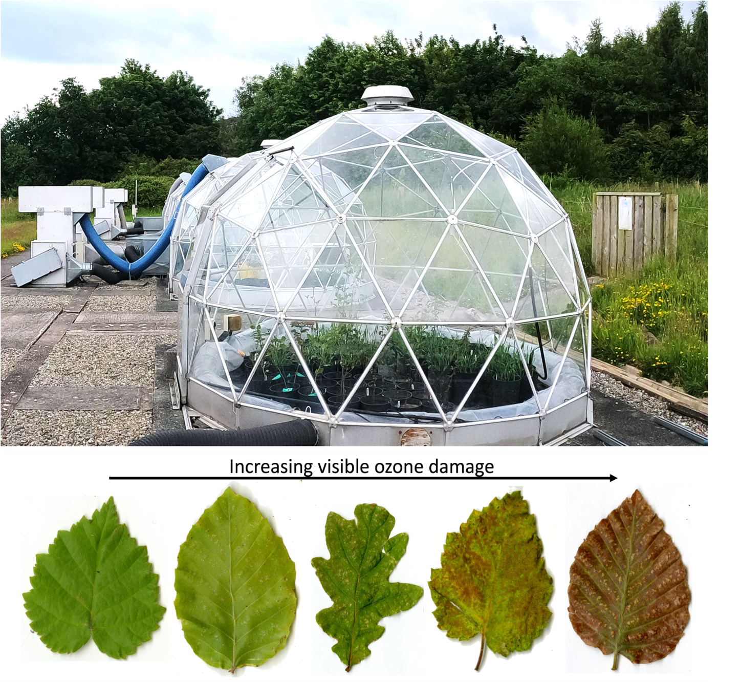 How does changing ozone exposure affect plant health? | Oxford Long ...