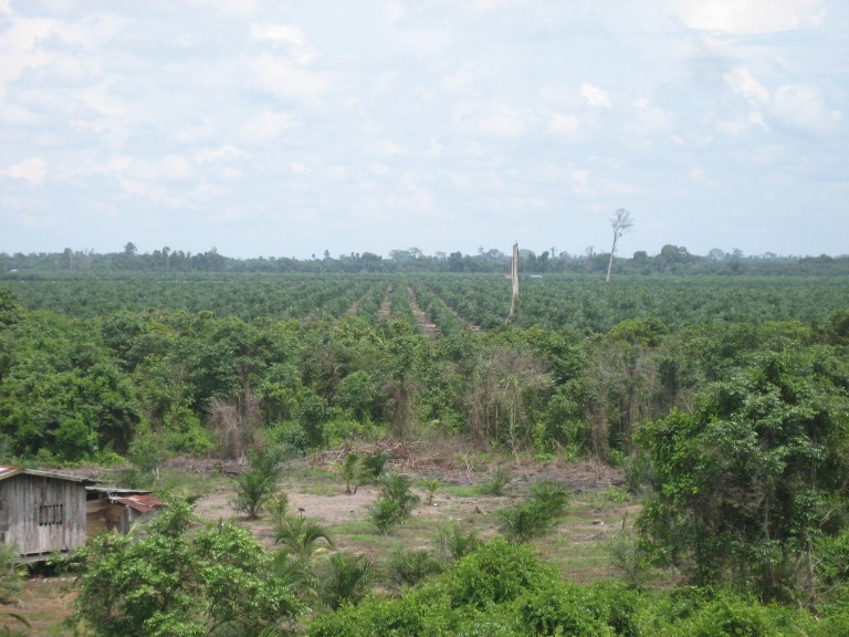Resilience of tropical peat swamp forests | Oxford Long-Term Ecology Lab