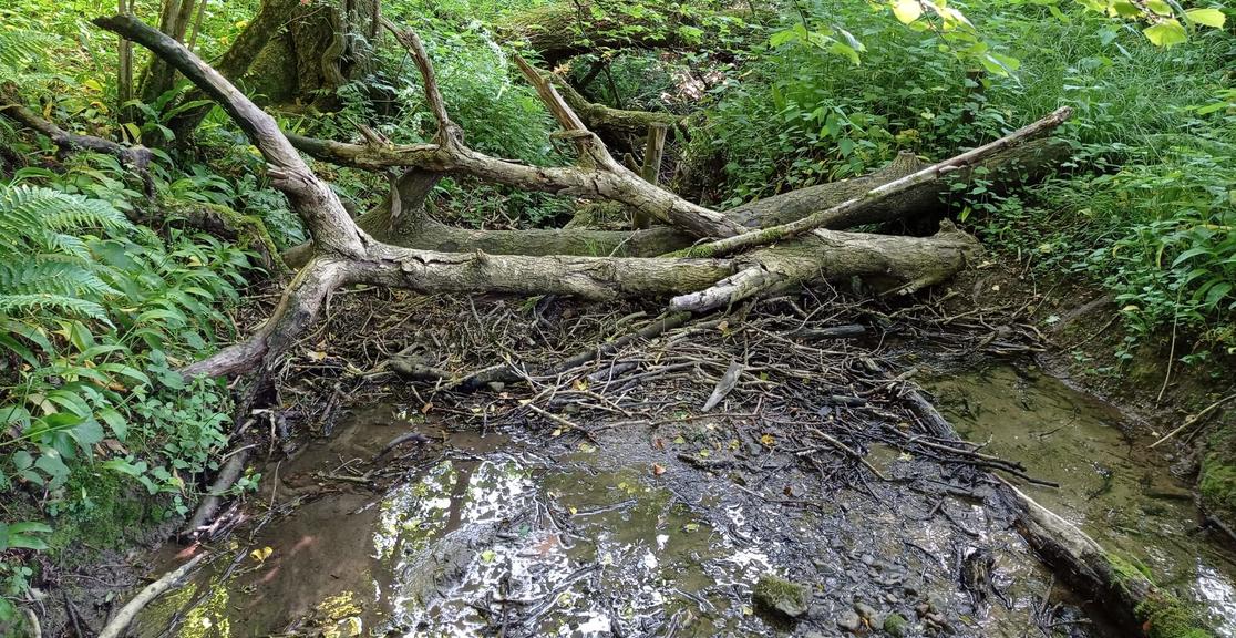 Hydromorphological, hydraulic and ecological effects of engineered log ...